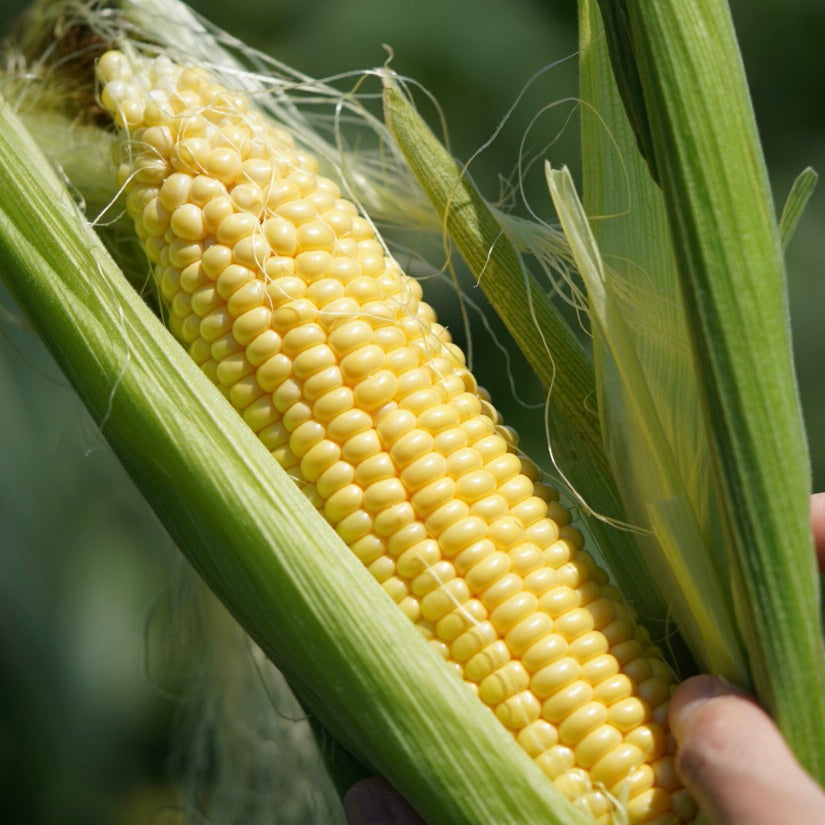 きみひめ – Inakakara