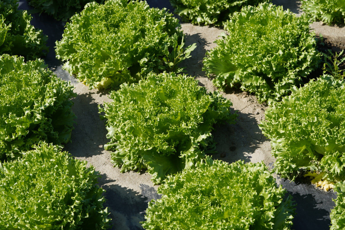 【期間・数量限定】春の新鮮朝どれ野菜と極上フルーツトマトBOX – Inakakara