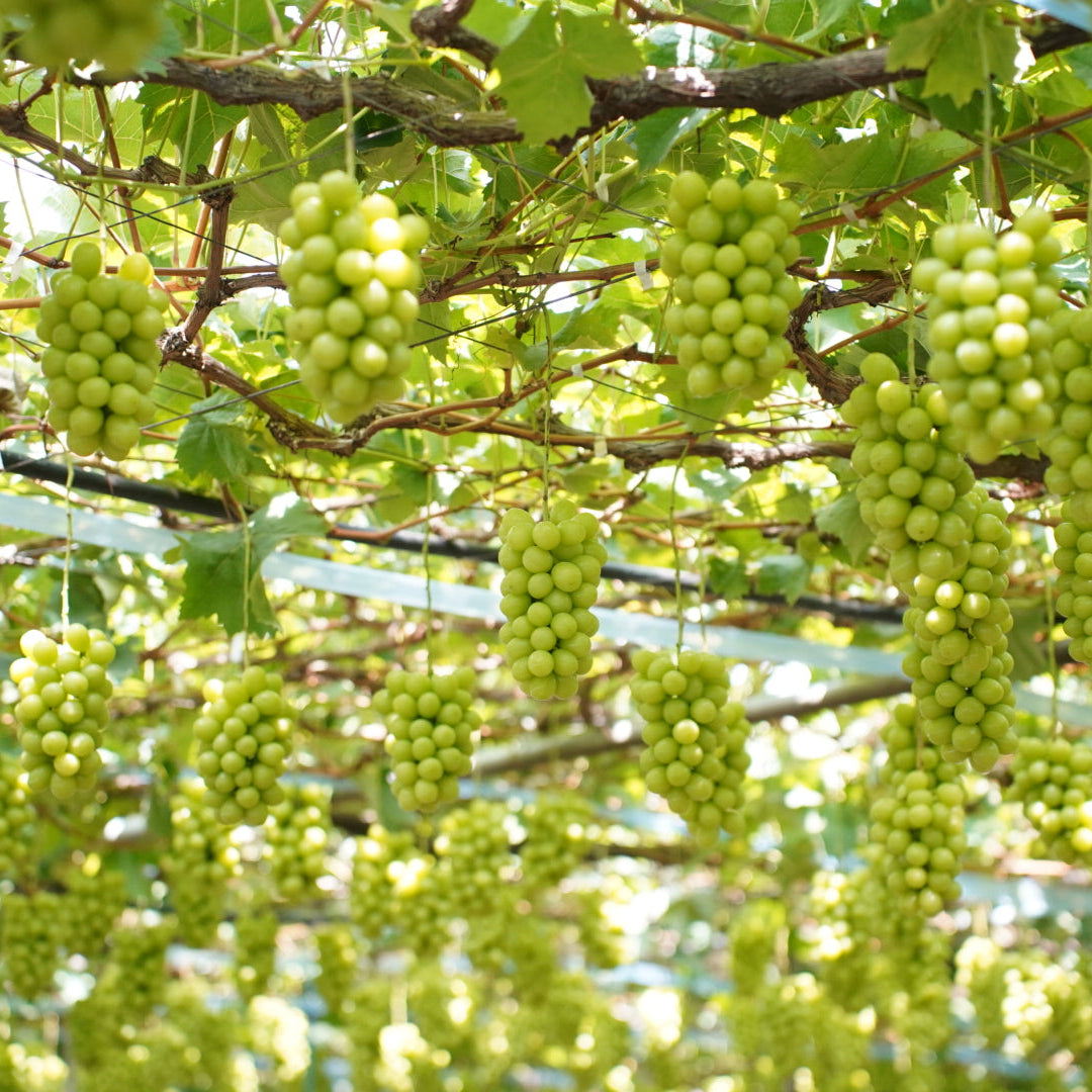 【4周年記念】お得なInakakara シャインマスカット 4~5房入り約2.6kg