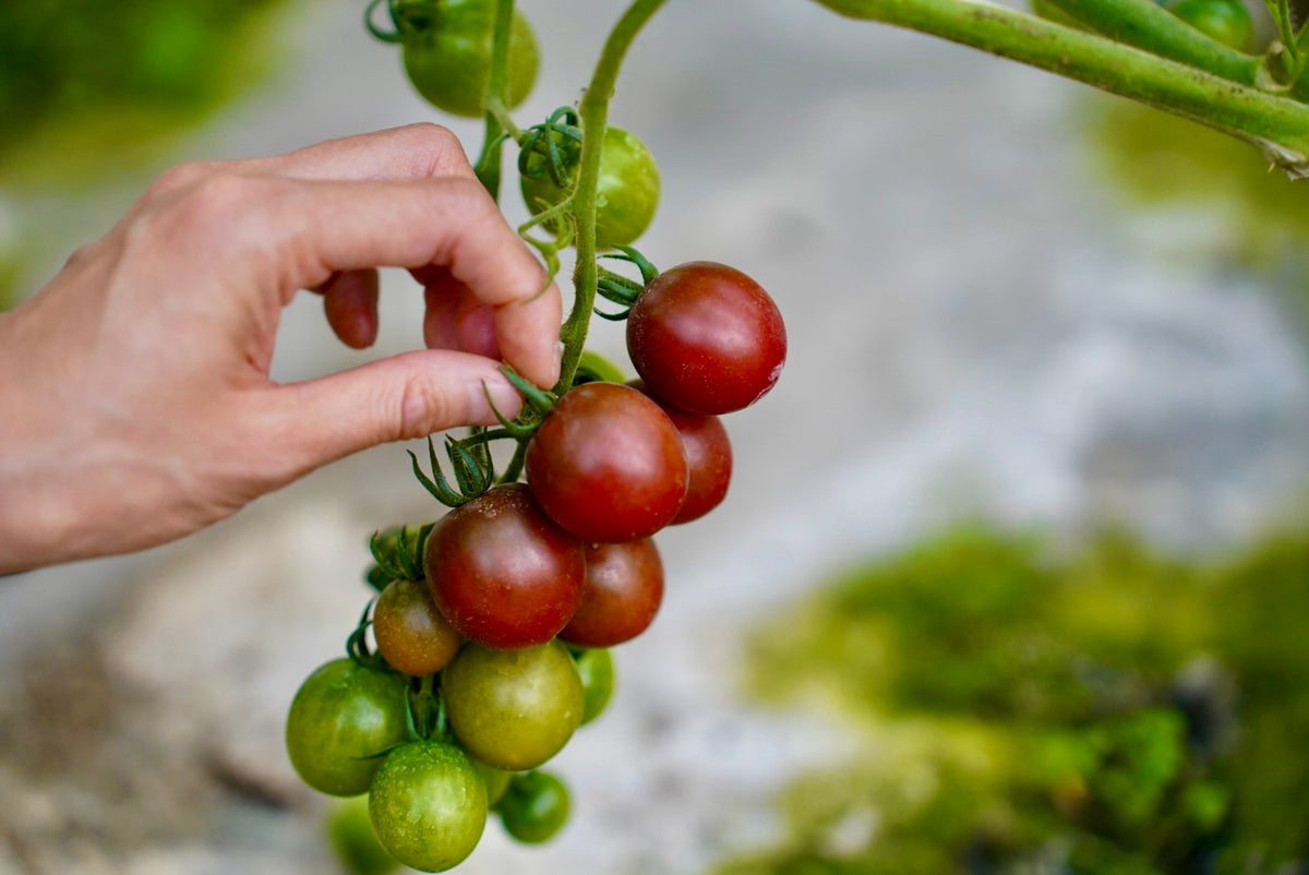 葡萄の色を纏う希少フルーツトマト「トスカーナバイオレット」｜山梨の産直ならイナカカラ – Inakakara