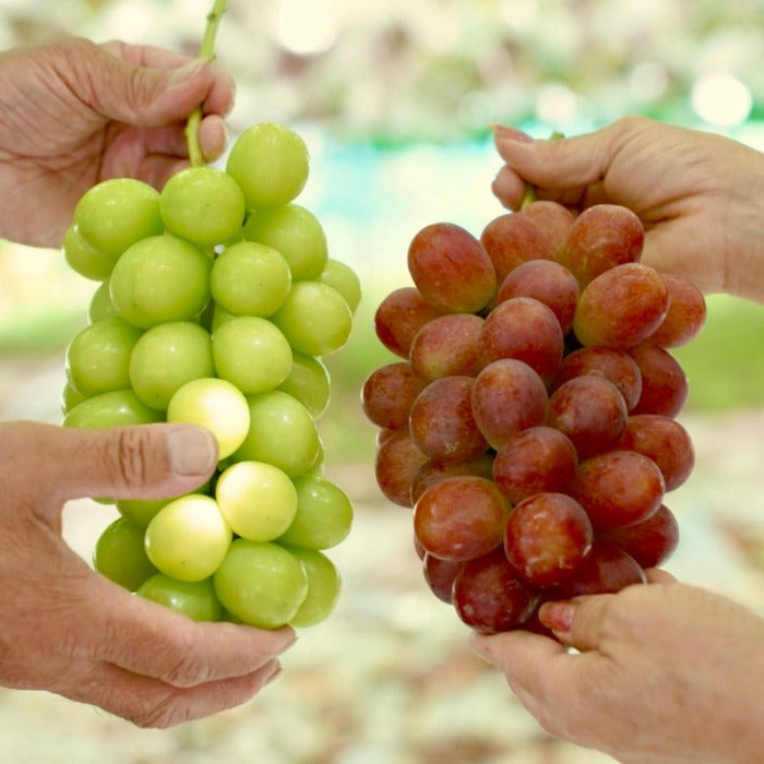 希少なサニードルチェと大粒シャインマスカット詰合せ｜山梨の産直ならイナカカラ – Inakakara