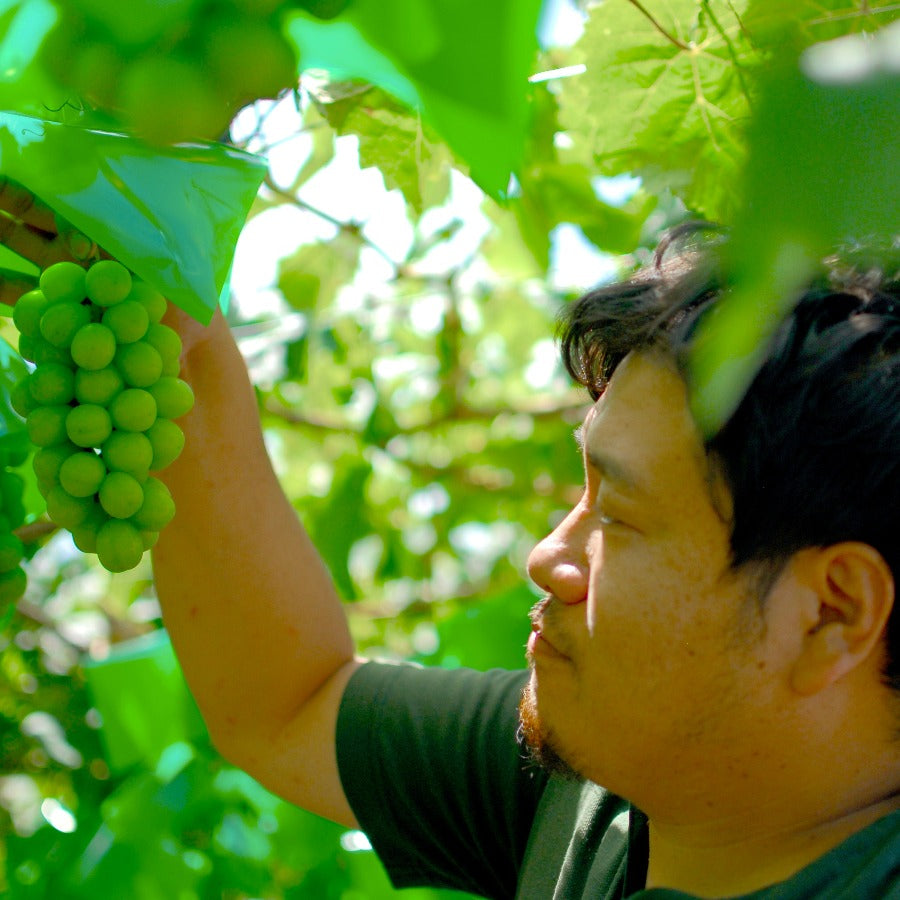 【3周年記念】 Inakakara シャインマスカット 2房入り約1.1kg以上