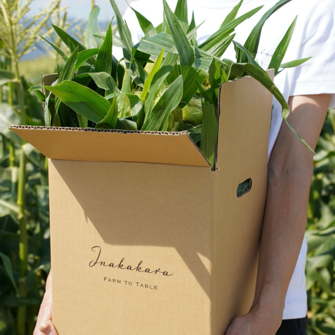 河口湖町産 古川さんのヤングコーン 約4キロ｜7月上旬発送｜山梨の産直ならイナカカラ – Inakakara