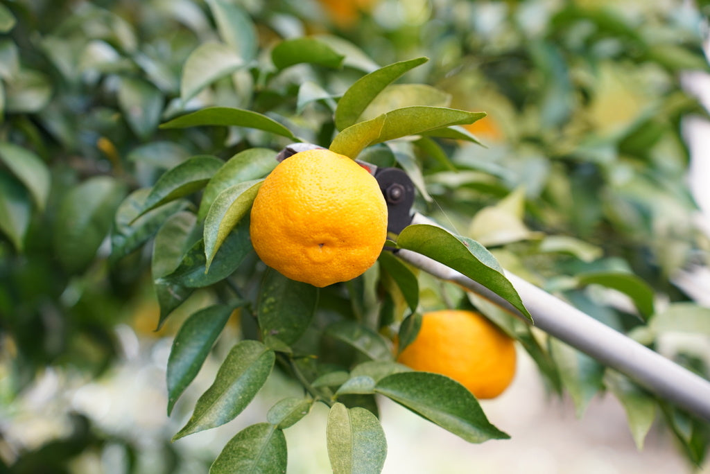 富士を望む穂積の柚子｜山梨の産直ならイナカカラ – Inakakara