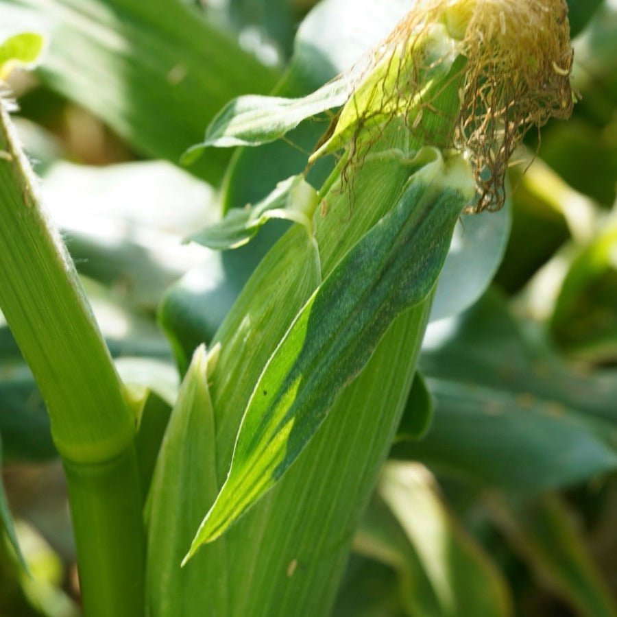 【10月下旬発送予定】まるでスイーツの口どけ「白蜜ダイヤモンド」｜山梨の産直ならイナカカラ – Inakakara