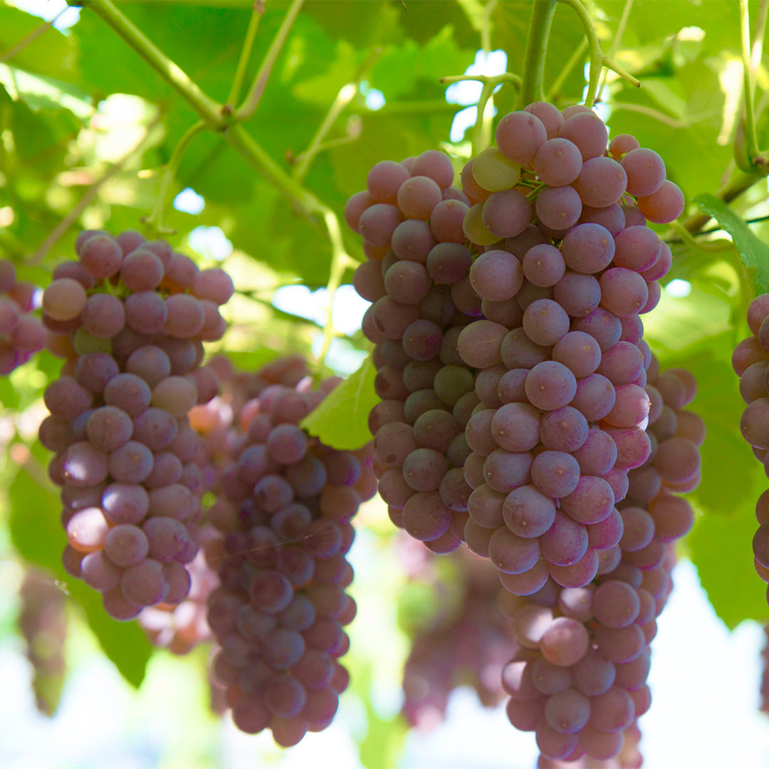 山梨県甲府市産「デラウェア」【2025年7月上旬から発送】 – Inakakara