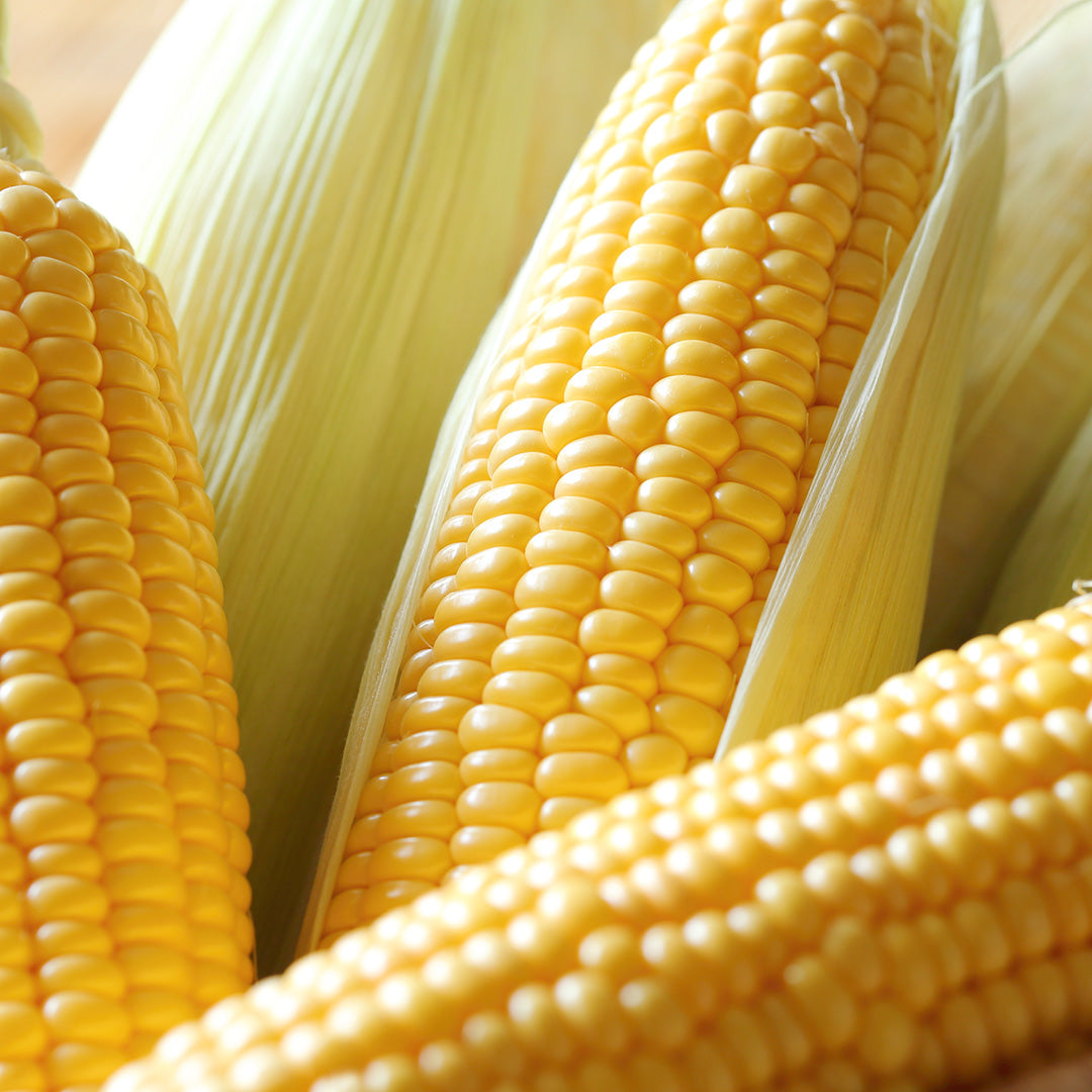 極上とうもろこし「おおもの」5月下旬より発送｜山梨の産直ならイナカカラ – Inakakara