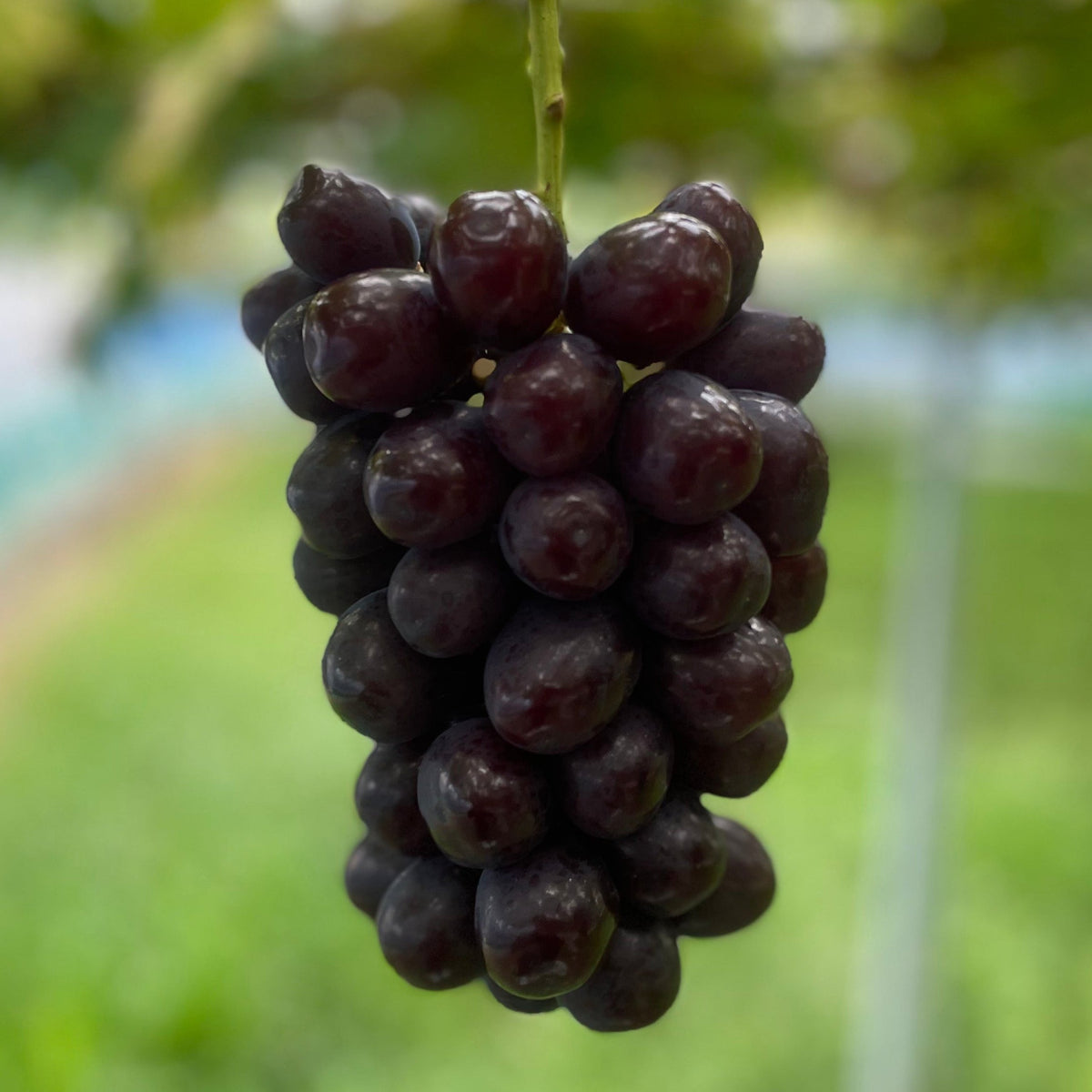 マスカットノワール – Inakakara