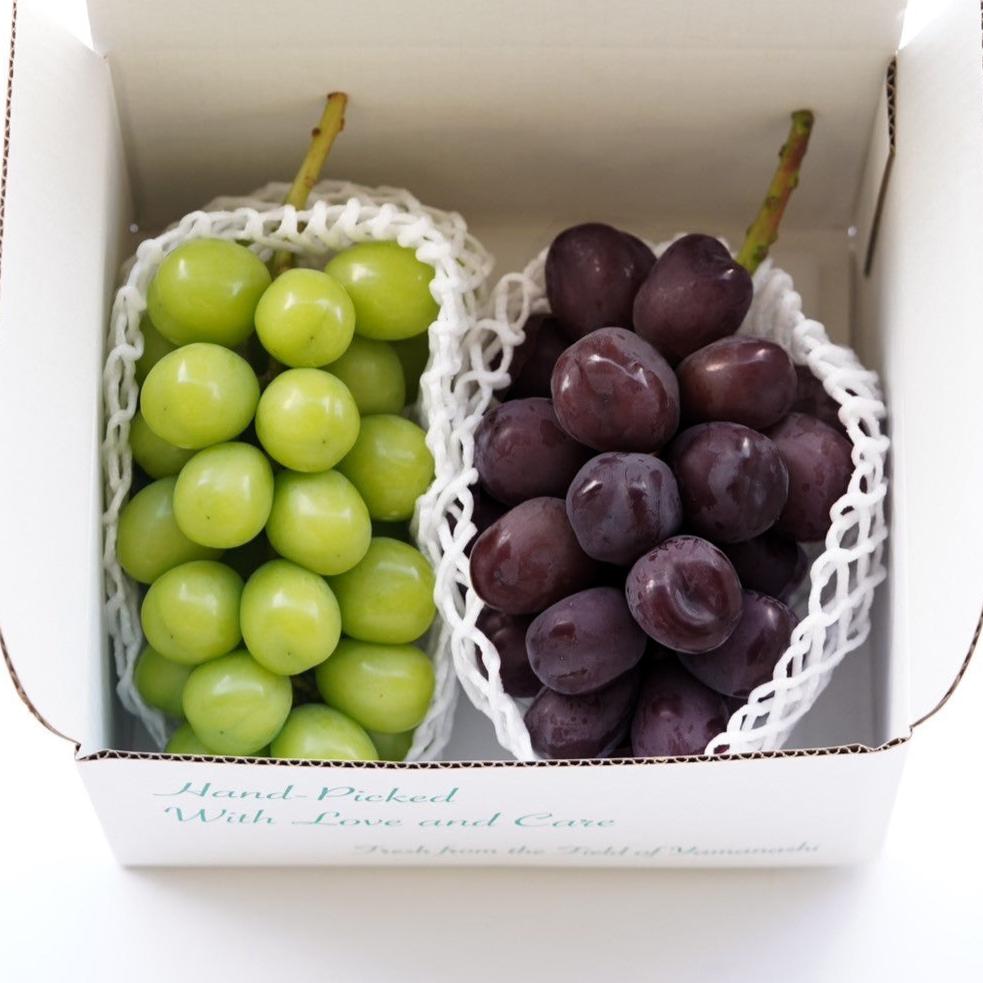 【3周年記念】 Inakakara 富士の輝＆シャインマスカット 1.1~1.2kg（2房）