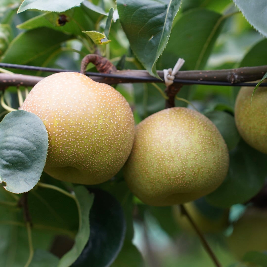 特選幸水梨の詰め合わせ｜8月上旬発送｜山梨の産直ならイナカカラ – Inakakara