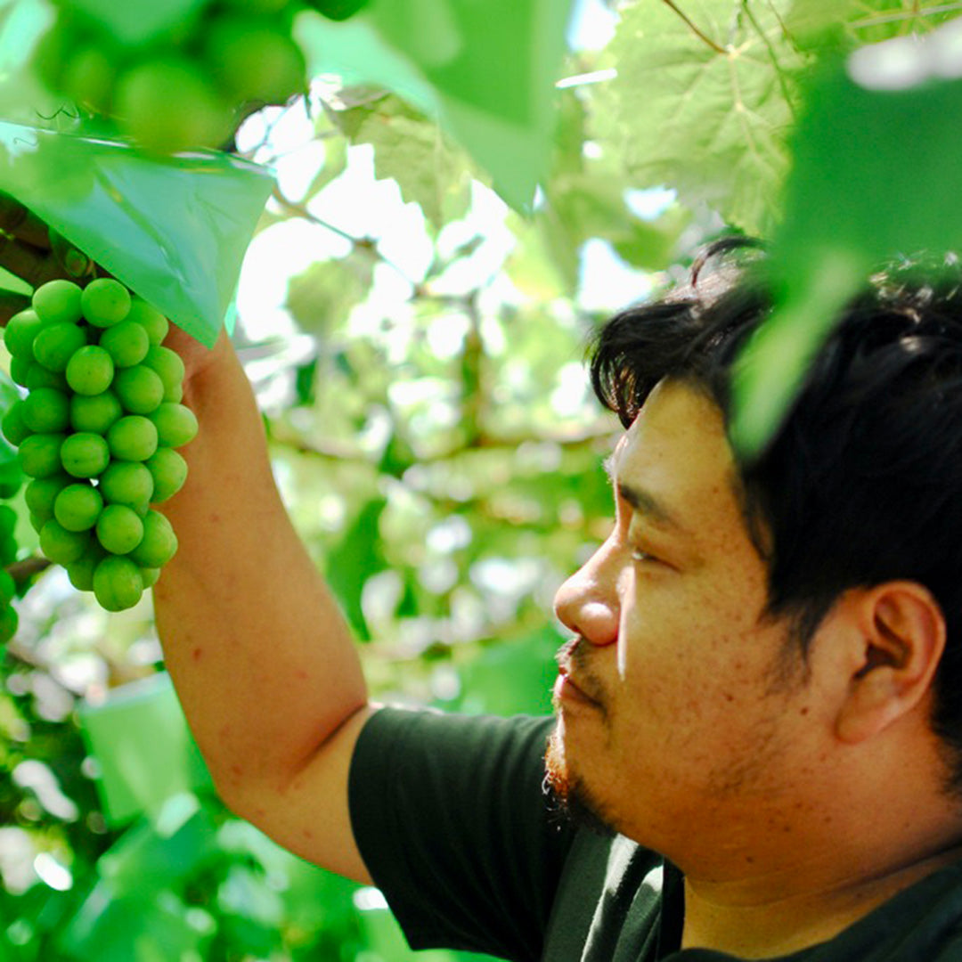 山梨県甲府市産「デラウェア」【2025年7月上旬から発送】 – Inakakara