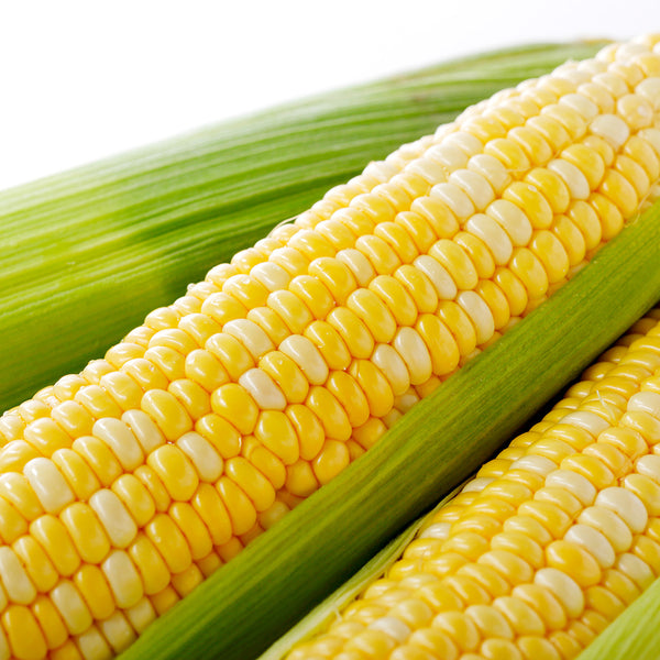 山梨県産とうもろこし「ドルチェドリーム」6月より発送｜山梨の産直ならイナカカラ – Inakakara